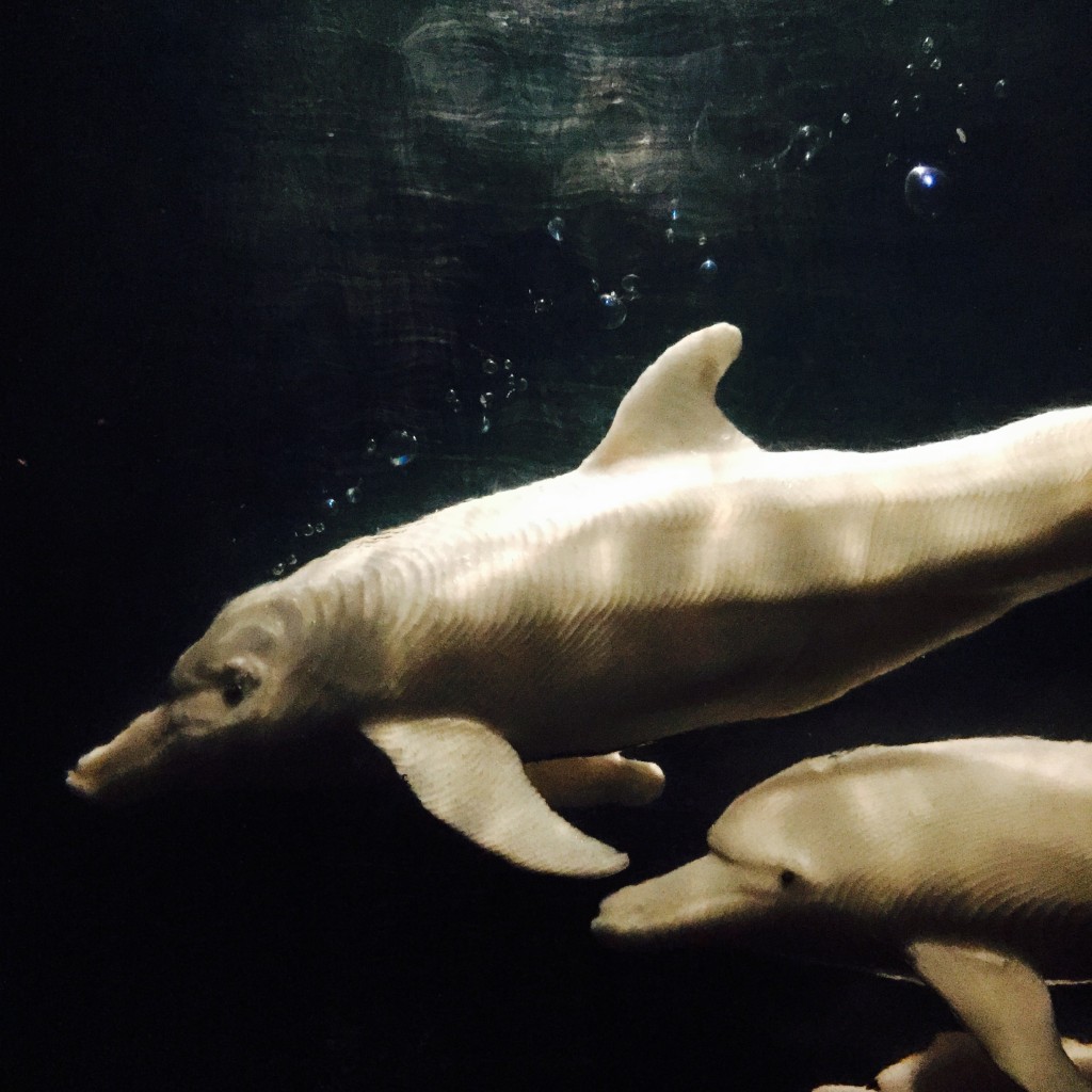 Carving it up with Cuttlebone - christiangundesenchristiangundesen